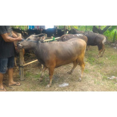 Jual Sapi Bali Qurban Bobot ± 300kg - Jakarta Selatan - Damdaf Shop | Tokopedia