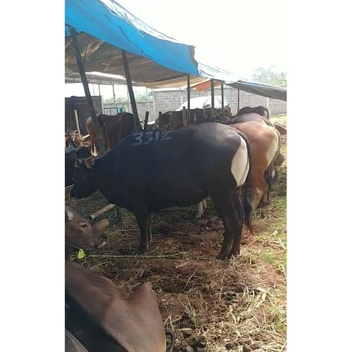Jual Sapi Bali Qurban Bobot ± 450kg - Jakarta Selatan - Damdaf Shop ...