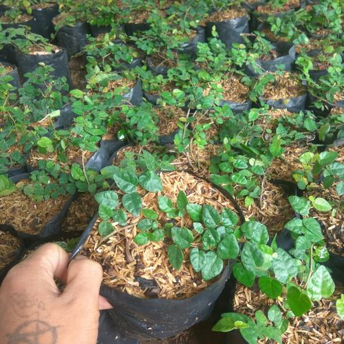 Jual tanaman rambat,dolar daun kecil,tanaman hias tembok - Kab. Bogor ...