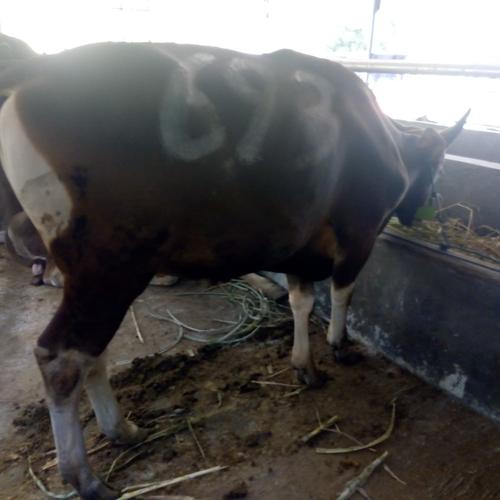 Jual sapi Bali 262 kg / sapi murah / sapi qurban - Kota Depok - SanTri ...
