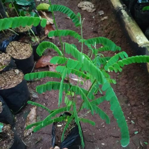 Jual Tanaman herbal daun saga-pohon saga - Kab. Bogor - teras taman ...