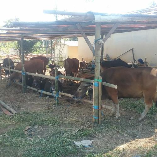 Jual sapi bali qurban - JUMBO - Kab. Subang - N 2 N Farm | Tokopedia