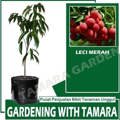 Kebun Leci