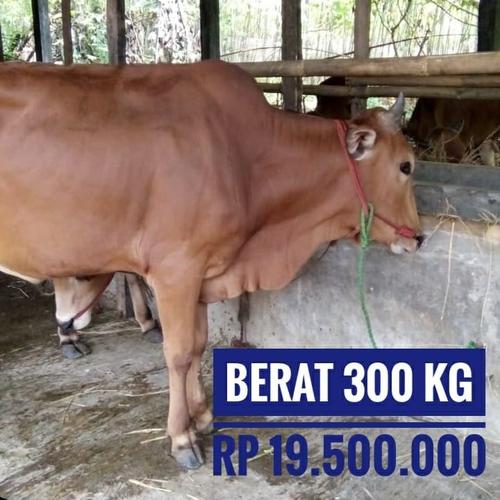 Jual Berat 300kg Sapi Qurban 2019 - Kab. Bogor - OrlinFarm | Tokopedia