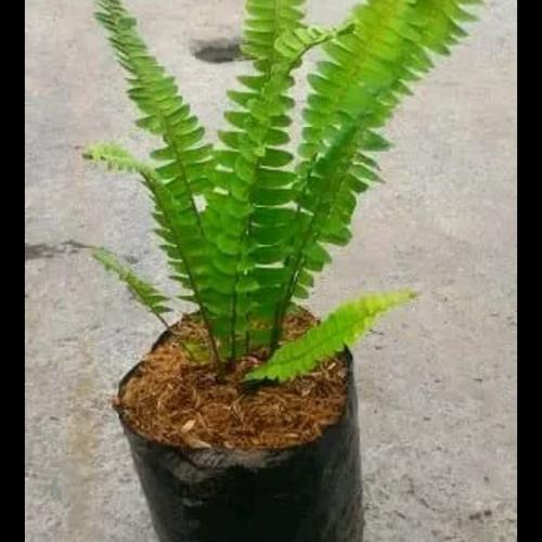 Jual ready tanaman hias pakis boston asal hutan - Jakarta Pusat ...