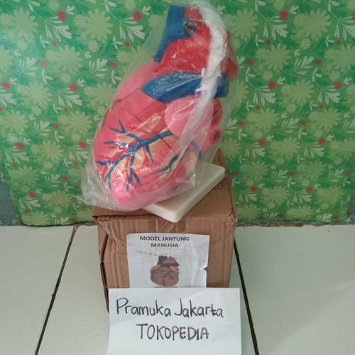 Jual TORSO JANTUNG model jantung alat peraga biologi torso jantung ... Jual TORSO JANTUNG model jantung alat peraga biologi torso jantung ...