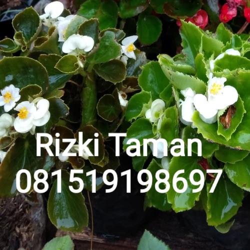 Jual Tanaman Begonia bunga putih, Bunga Indah Berdaun Menawan - Kab ...