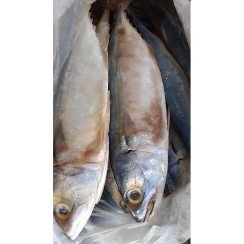 Jual IKAN ASIN PEDA MERAH 500 GRAM - DRIED RED SALTY PEDA FISH ikan ...
