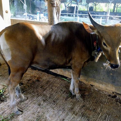 Jual Obral Sapi Qurban / Sapi Kupang / sapi Bali / sapi kurban - Kota ...