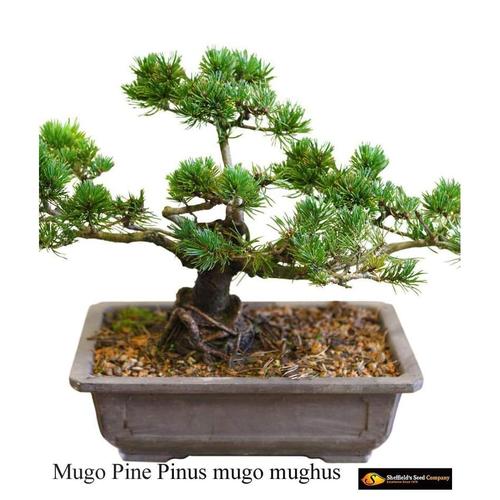 Jual Benih Biji Pohon Mugo Pine Cocok Untuk Bonsai Seed - Jakarta ...