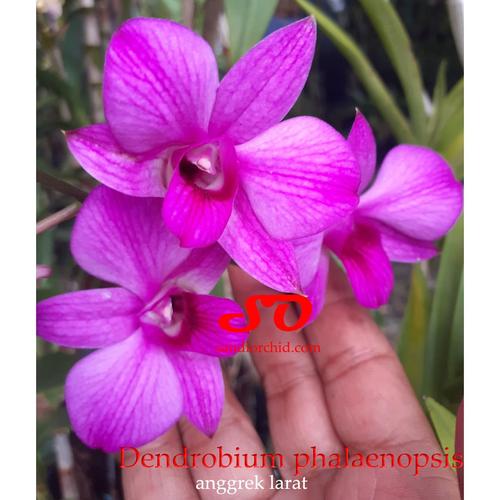 Jual Dendrobium Phalaenopsis (Anggrek Larat) - Kota Depok - Sandi ...