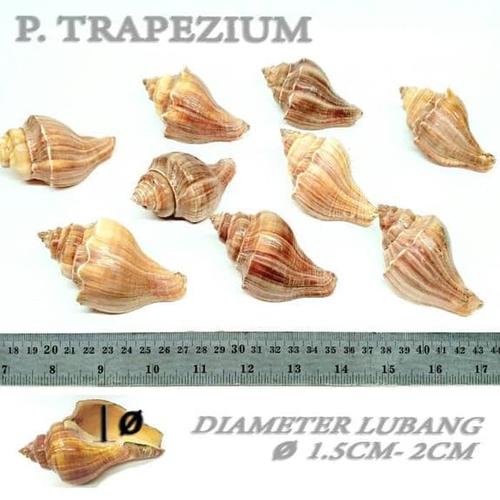 Promo P Trapezium shell cangkang rumah kelomang umang keong hermitcrab ...