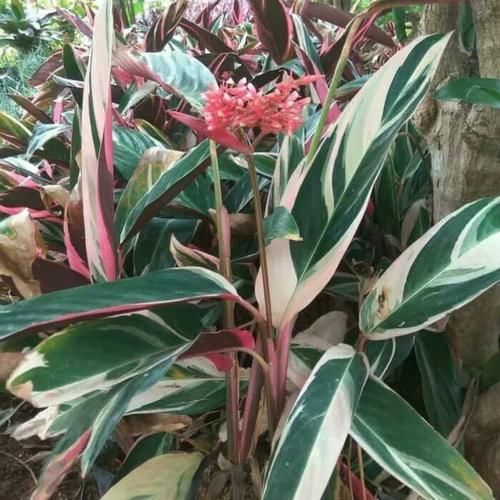 Jual Tanaman hias meranti bali - meranti multicolor - Kab. Bogor ...