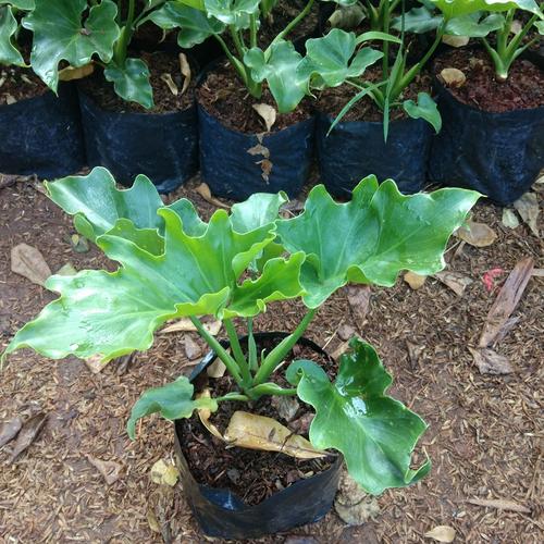 Jual tanaman philodendrun / philo dendrum / pilo dendrum - Kab. Bogor ...