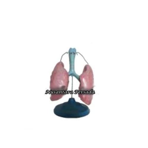 Jual Manekin Kerangka Torso Model Paru- Paru Manusia - Jakarta Barat ...
