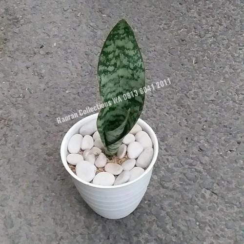 Jual Bibit Tanaman Hias Sansevieria Lebar Hijau Bintik Putih PLUS POT ...
