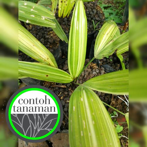 Jual Palem waregu varigata - Rhapis excelsa variegata - Kab. Pasuruan ...