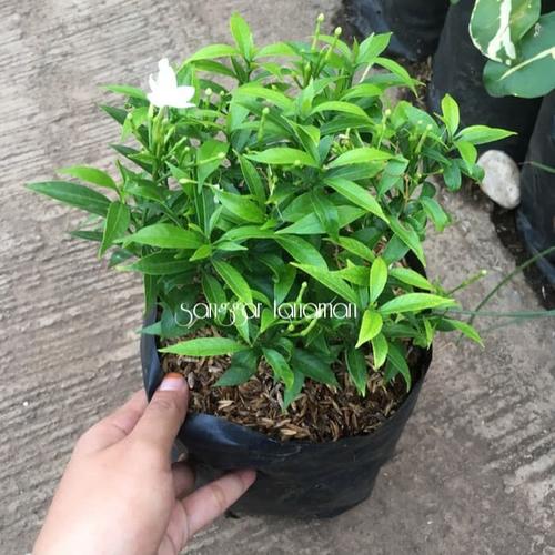 Jual tanaman sabrina mini - Jakarta Utara - SANGGAR TANAMAN_NEW | Tokopedia