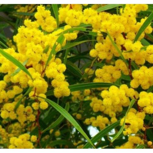 Jual Biji Golden Acacia Tree Seeds (Pohon Akasia) - Kab. Kediri - tuo ...