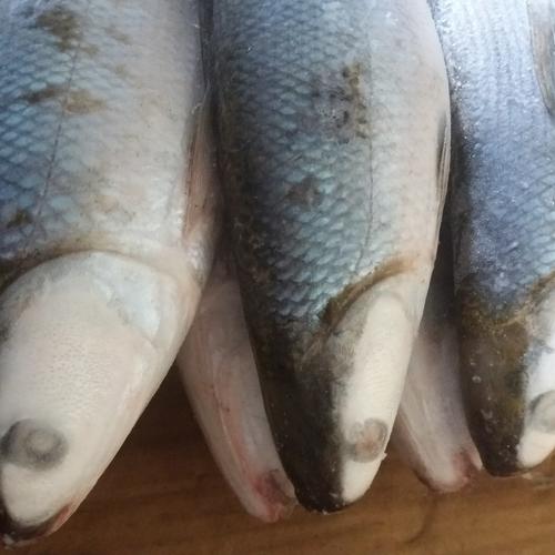 Jual Ikan Bandeng Segar / Ikan Segar / Ikan Bandeng Beku 500-600 gram ...