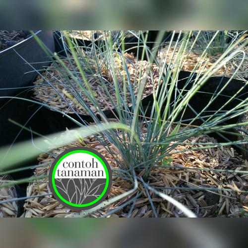 Jual Tanaman Festuca Glauca - Blue Fesceu - Festuca Grass - Kab ...