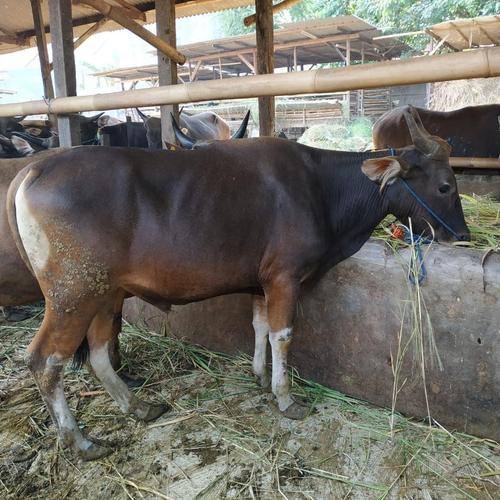 Jual Sapi kurban ras Bali free ongkir garansi 100% - Kota Tangerang ...