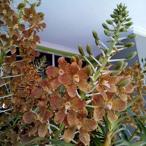 Jual anggrek tebu/grammatophyllum speciosum - Kab. Malang - HD 86 ...