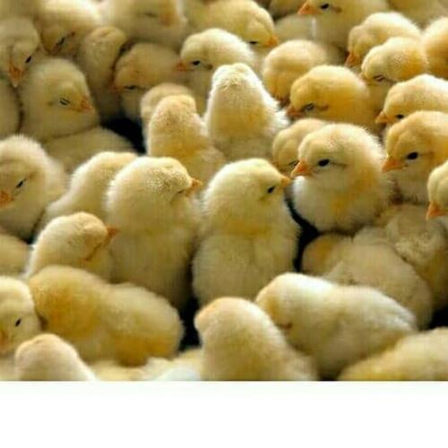 Jual DOC ayam broiler JAPFA MB202 anak ayam broiler JAPFA MB202 GRADE A ...