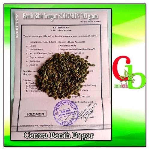Jual Benih Sengon Solomon 500 gram - bibit sengon - Kota Bogor - centra ...