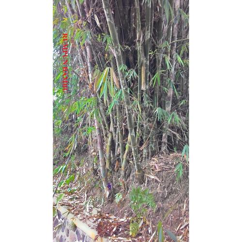 Jual Batang bambu kering original (Bambuseae, buluh, aur, dan eru ...