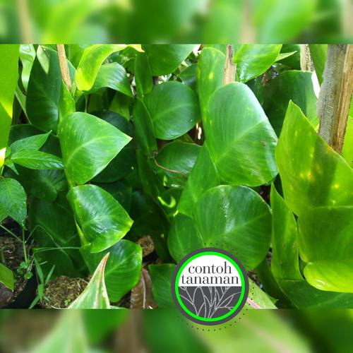 Jual Tanaman Dolar rambat besar dollar vine (Ficus pumila) Climbing ...