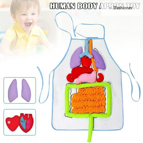Jual Child Education Organ Apron Anatomy Apron for Human Body Organ ...