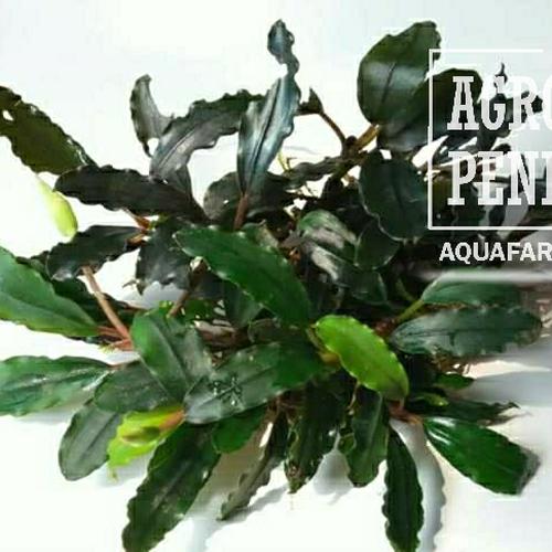 Jual Bucephalandra Black Venty Clump - Tanaman hias Aquascape - Jakarta Selatan - Farm Agropeni ...
