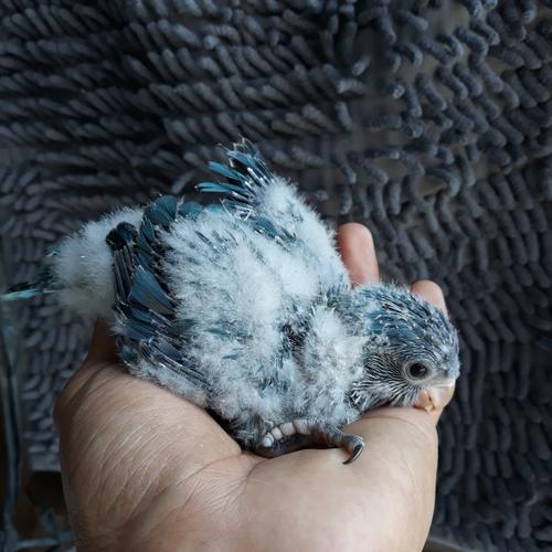 Jual Baby Blue Monk Parakeet - Kota Tangerang Selatan - Pets.Corner ...
