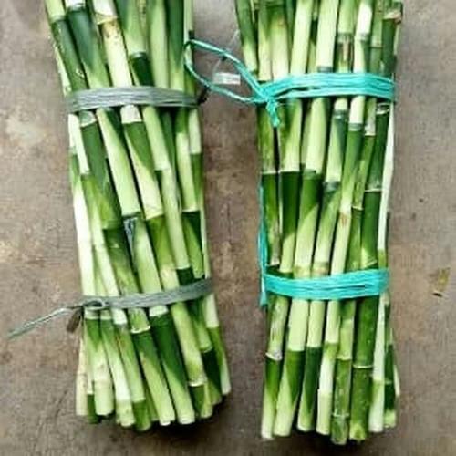 Jual stek batang bambu hoki 50 cm - Jakarta Barat - Yakuza herbal ...