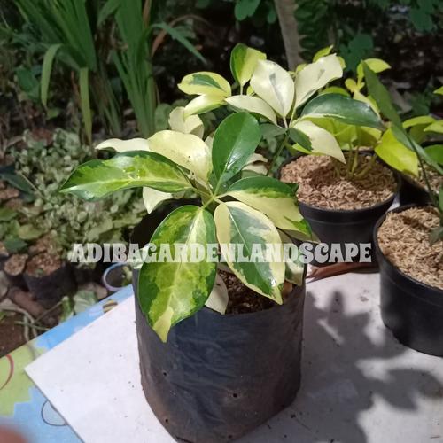 Jual Tanaman Hias Walisongo Variegata | Pohon Walisongo Variegata - Kab ...