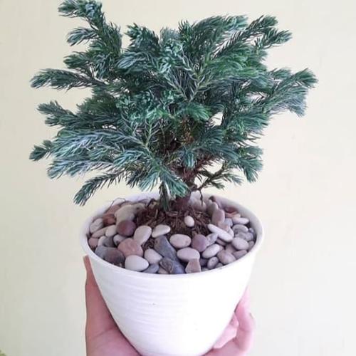 Jual Tanaman Cemara Perak / Silver Murah + Pot Tawon Dan Batu - Jakarta ...