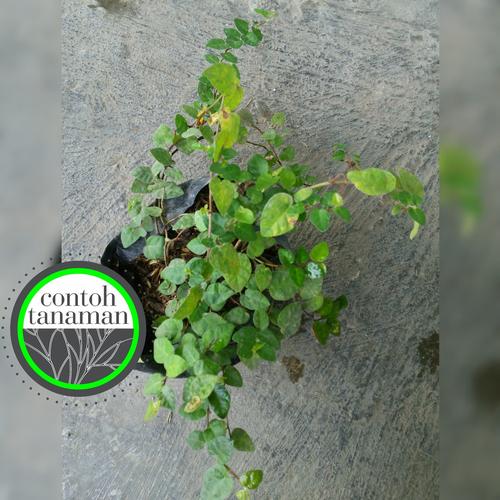 Jual FICUS PUMILA MINIMA | Creeping Fig / Climbing Fig / dolar rambat ...