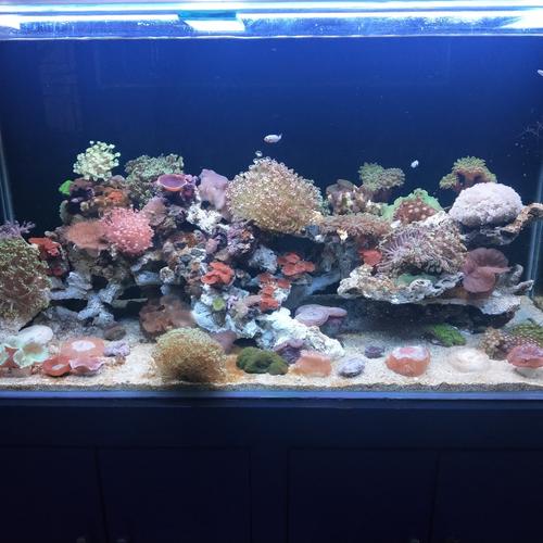 Jual Aquarium air laut - Kab. Bogor - Jingle Aquamarine | Tokopedia