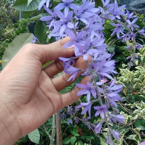 Jual Tanaman Rambat Petrea Volubilis, Petrea bunga ungu, tanaman rambat ...