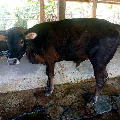Jual sapi murah / Sapi Jawa murah / sapi PO murah / sapi qurban - Kota Depok - SanTri Bahagia ...