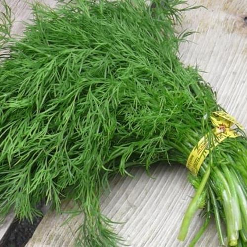 Jual Daun Adas Fennel Daun Dill Siswa Rempah Herbal Natural Sayur Alami ...