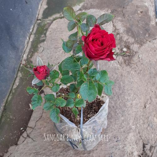 Jual Tanaman Hias Bunga Mawar Merah - Jakarta Utara - SANGGAR BUNGA ...