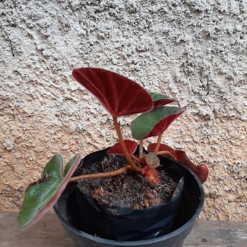 Jual TANAMAN BEGONIA RED CARPET - Kab. Bogor - Taman modern | Tokopedia
