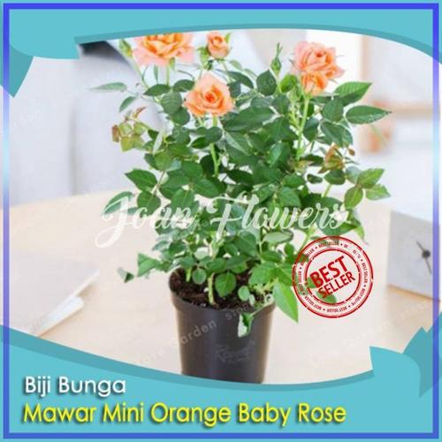 Jual Bibit Tanaman Bunga Mawar Mini Orange Baby Rose Benih Bibit ...