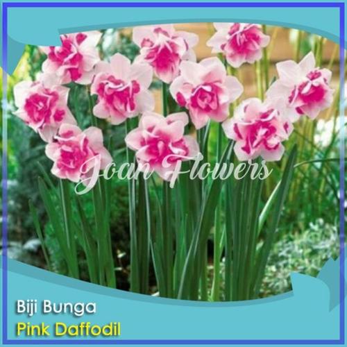 Jual Bibit Tanaman Bunga Pink Daffodil Double Petal Benih Tanaman Hias ...