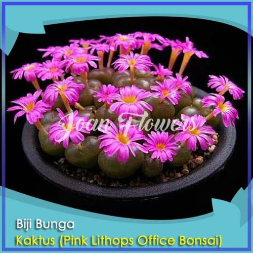 Jual Bibit Tanaman Bunga Kaktus Pink Lithops Office Bonsai Benih Bibit ...