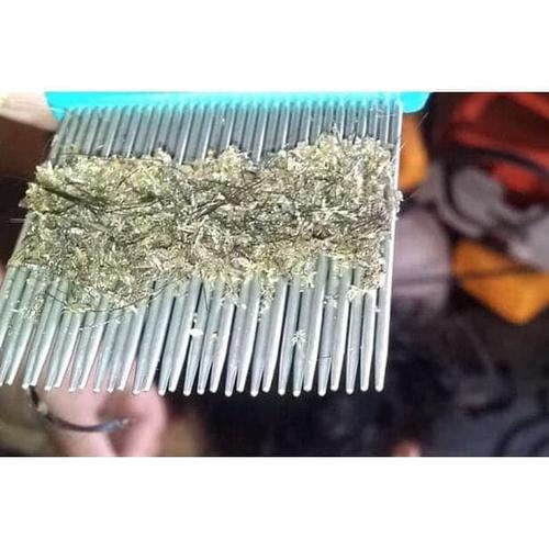 Jual Sisir Serit Besi Kutu Telur Ketombe Logam Rapat hair comb salon ...