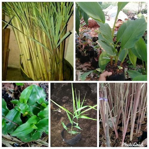 Jual PAKET 5 TANAMAN HERBAL TOGA BUMBU DAPUR - Kab. Bogor - Aina Taman ...