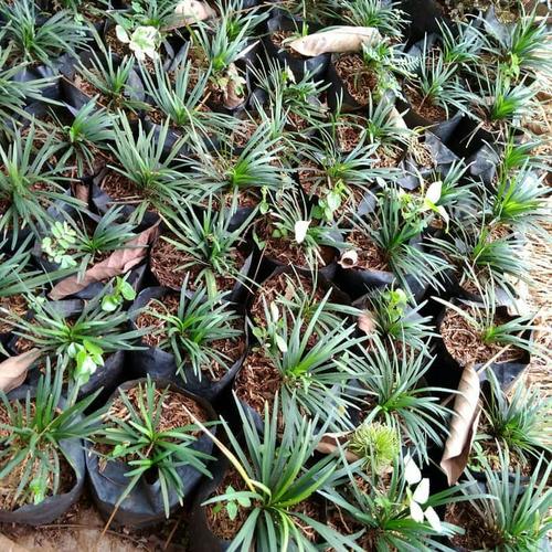 Jual Pohon kuaci mini - Kota Depok - Ardaflora | Tokopedia